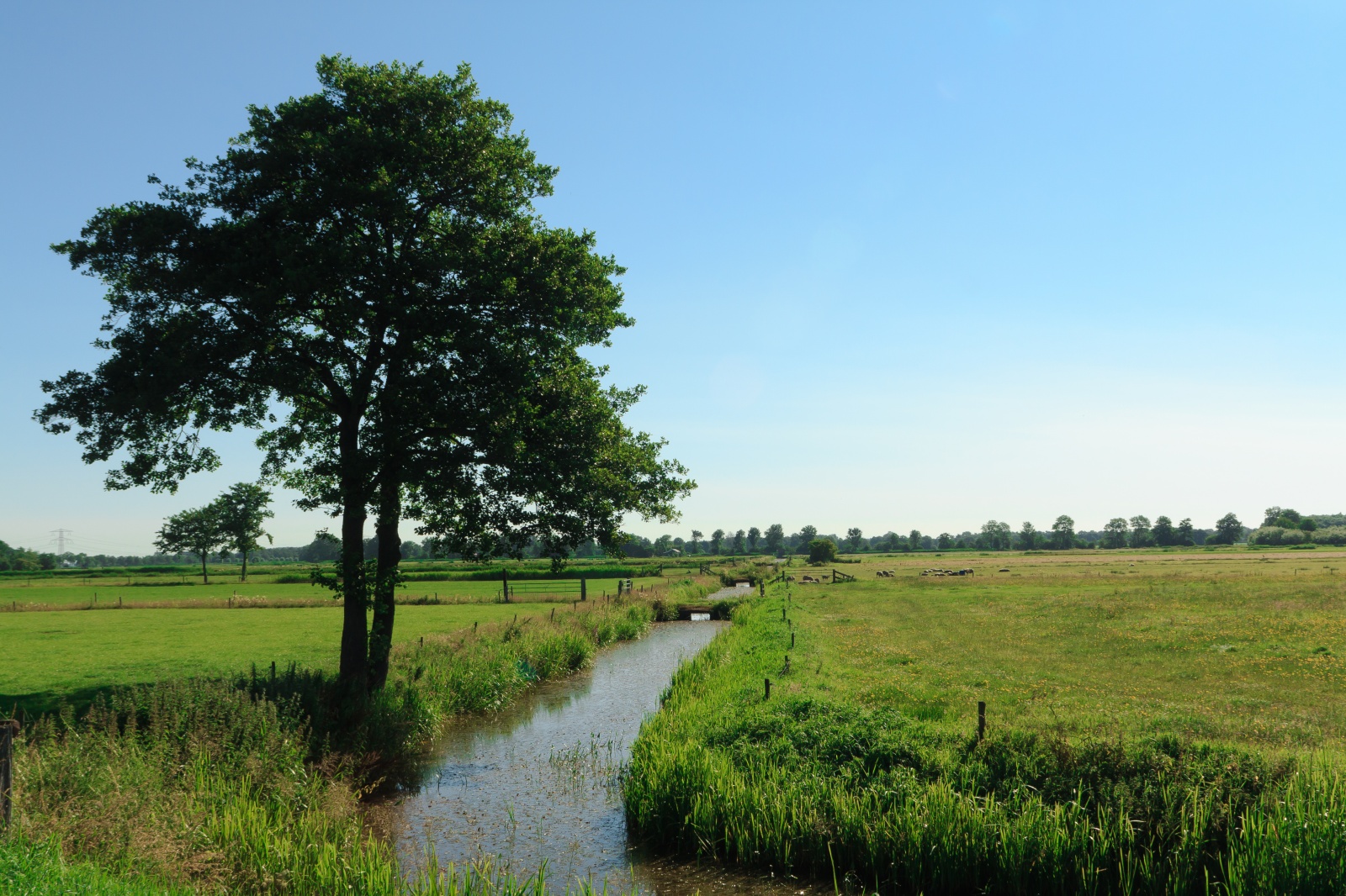 Natuur of boerenland? - Natuur en Milieufederatie Groningen