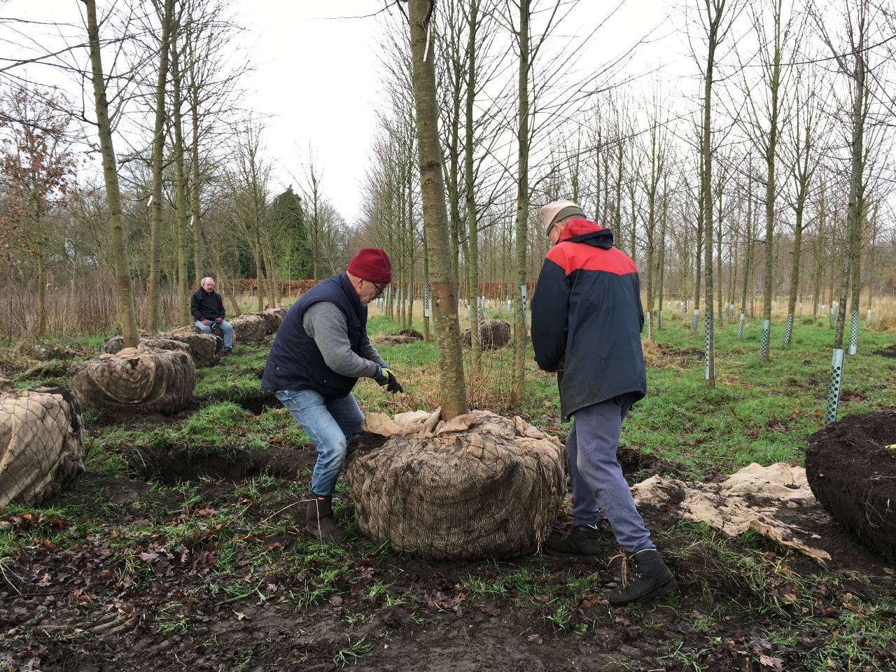 Nog 44 grote lindebomen te koop bij Voedselbos te Glimmen - Natuur en ...